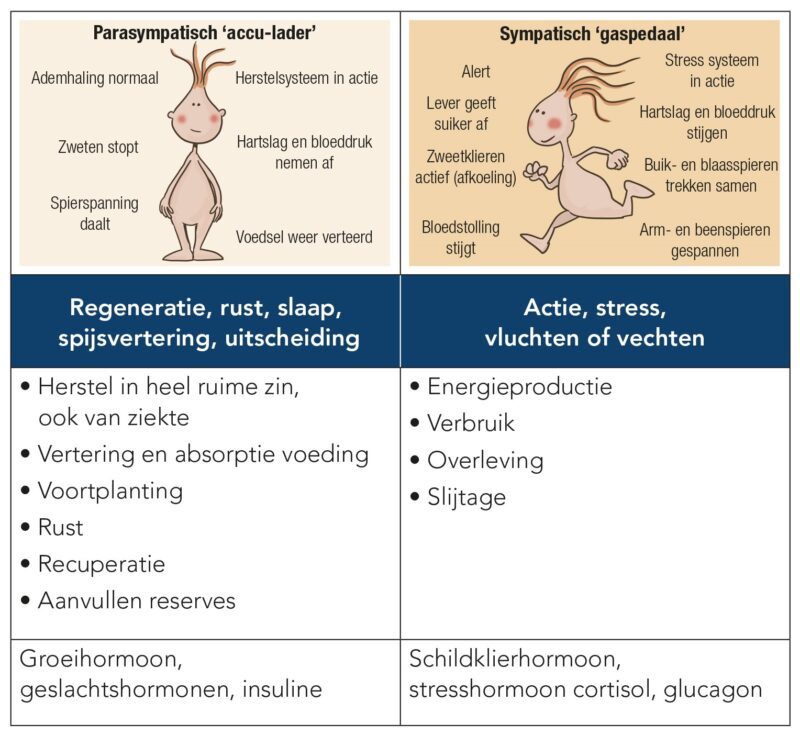 Ademen in hartcoherentie, een tool die hart, brein en lichaam in balans ...